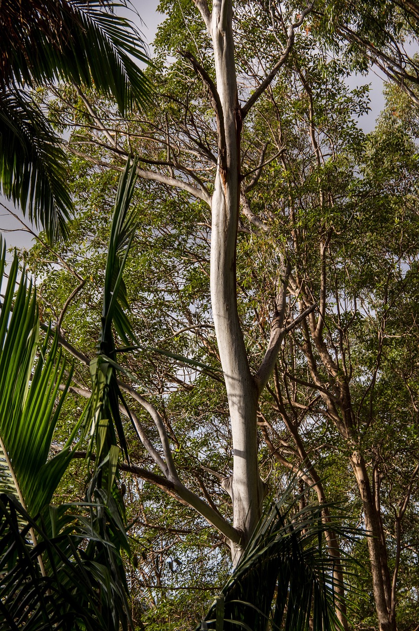 100+ Free Gum Tree & Eucalyptus Images - Pixabay