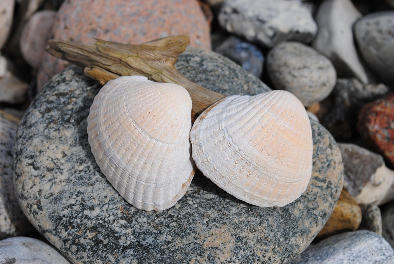 Coquille De Palourde Violette
