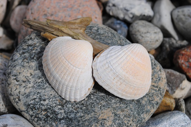 Concha De Almeja Playa Roca - Foto gratis en Pixabay - Pixabay