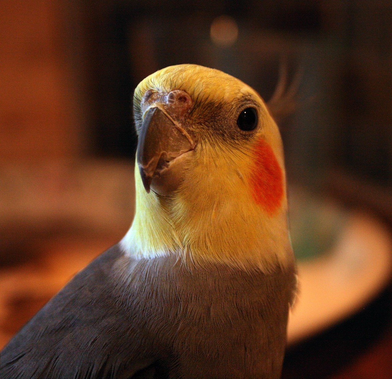 20+ kostnadsfria bilder med Pippi och Pippi Långstrump - Pixabay