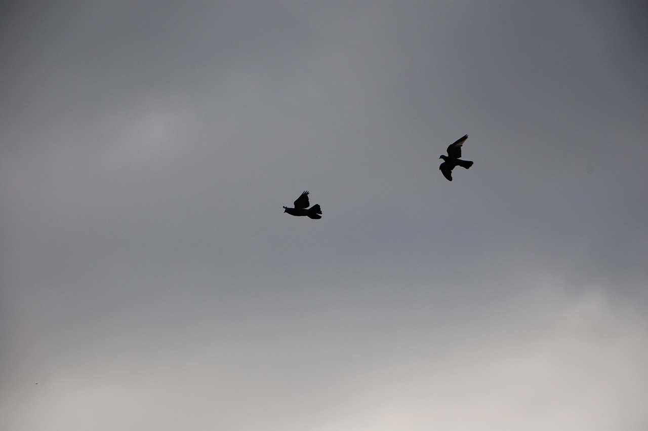 Dove Freedom Peace - Free photo on Pixabay - Pixabay