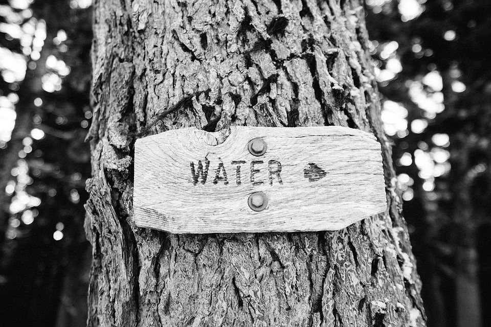 Tree Sign Water - Free photo on Pixabay - Pixabay