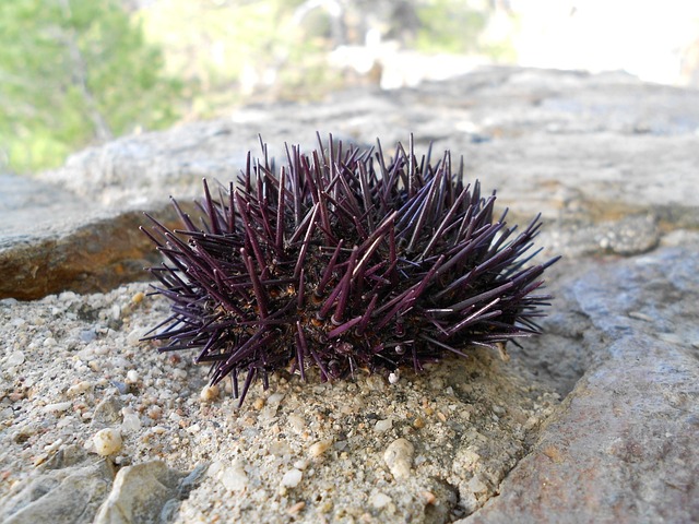 Seeigel Tier Natur - Kostenloses Foto auf Pixabay - Pixabay