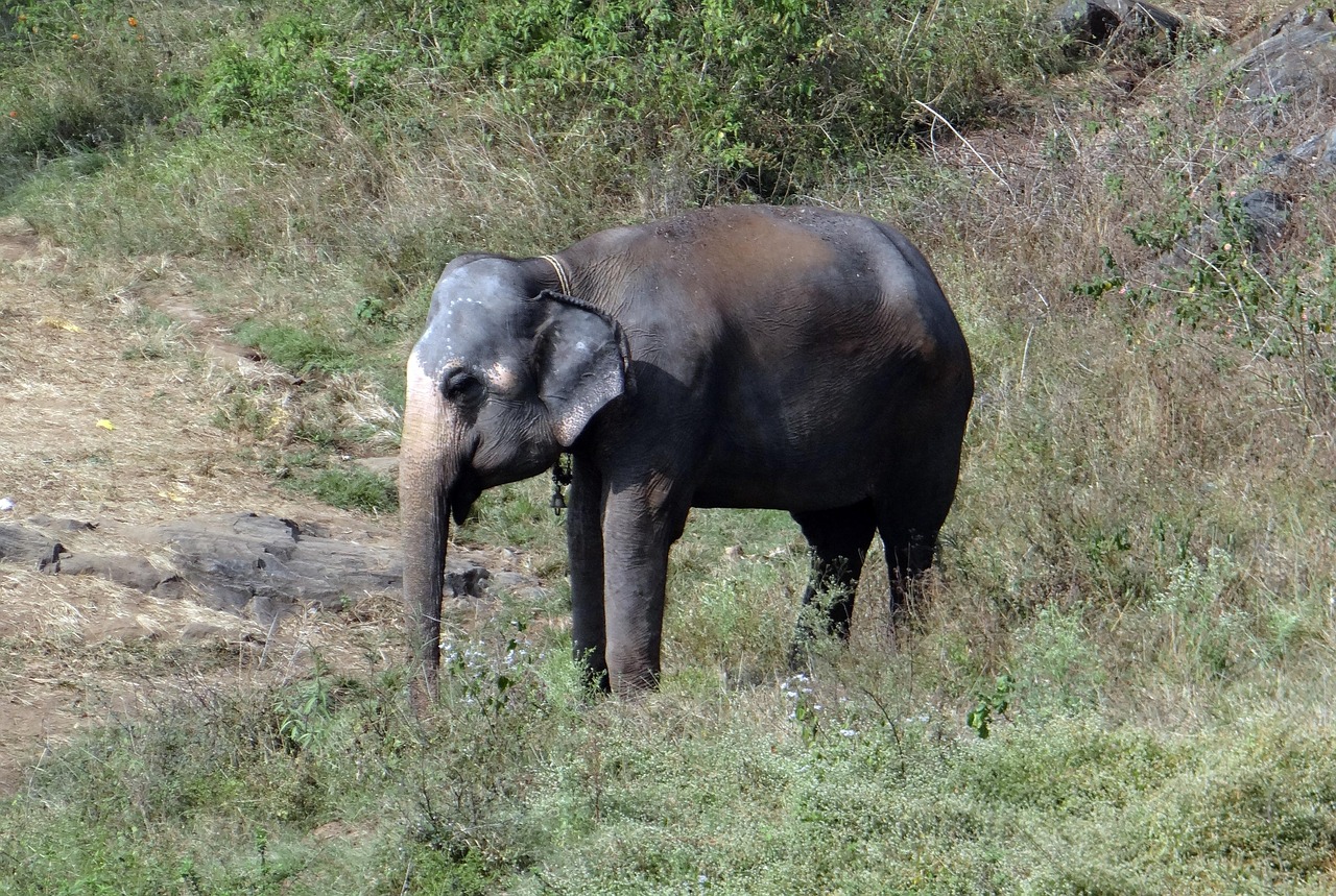 Elephant Tamed Indian - Free photo on Pixabay