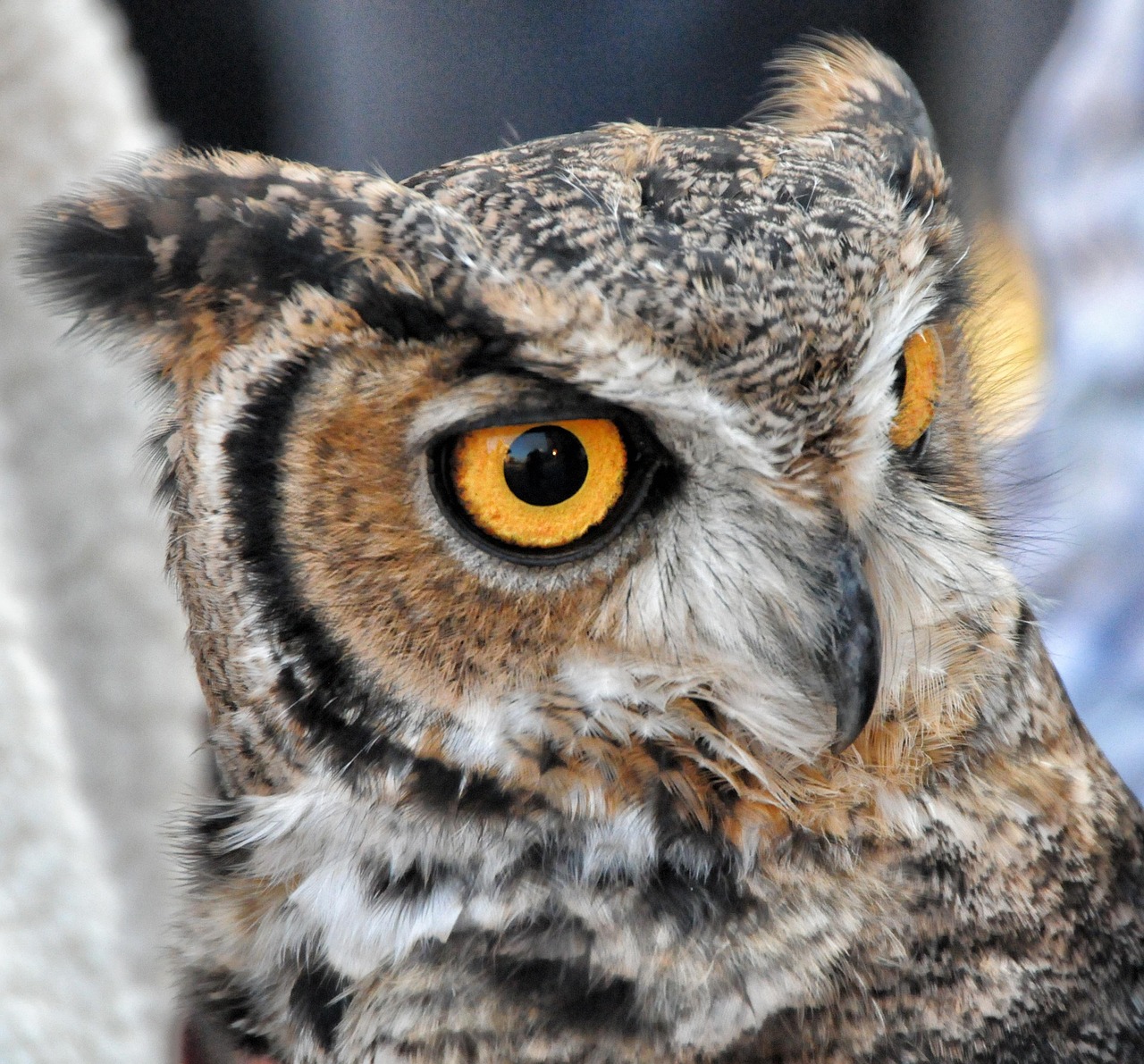 Hibou Grand Duc Rapace - Photo gratuite sur Pixabay - Pixabay