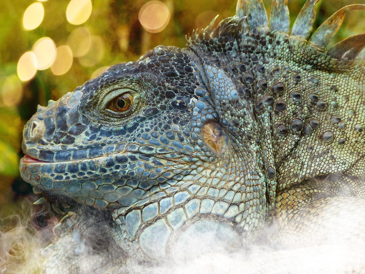 1,000+ Iguana Pictures and Images in HD - Pixabay