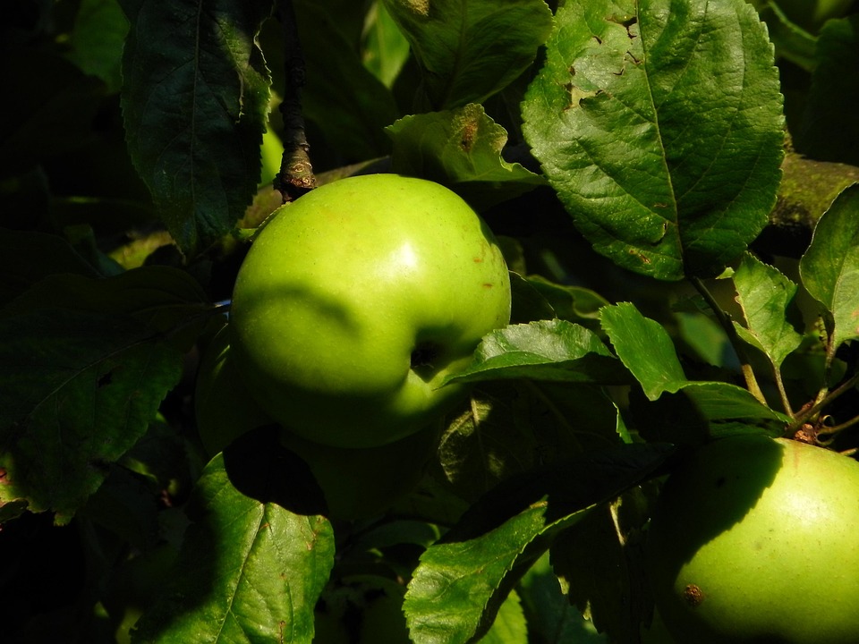 Apple Green Fruit Pome - Free photo on Pixabay - Pixabay