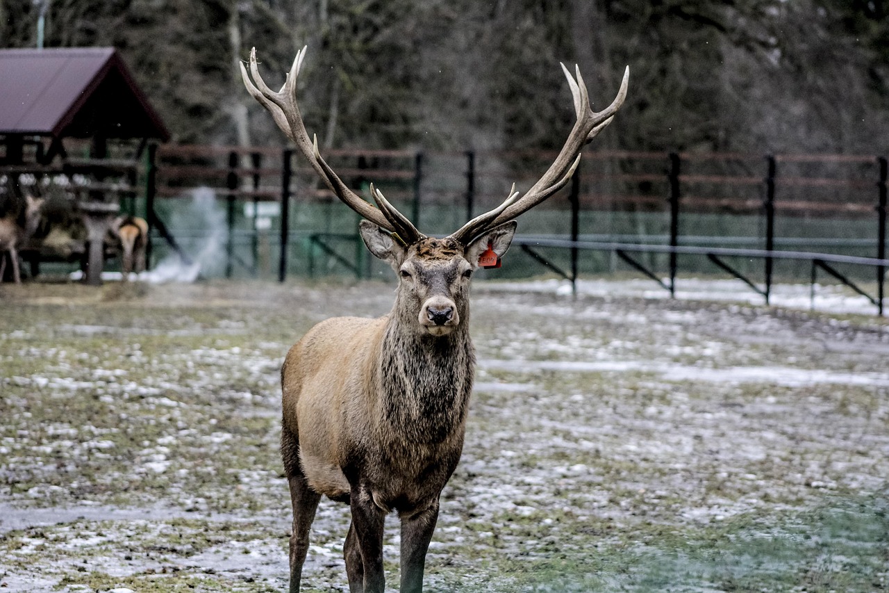 100+ Free Hart & Nature Images - Pixabay