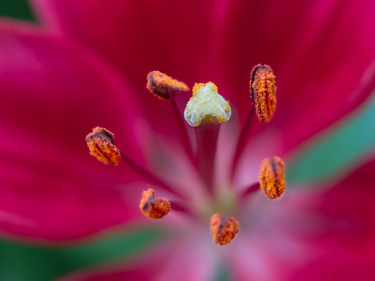 Lily Red Macro Close - Free photo on Pixabay - Pixabay
