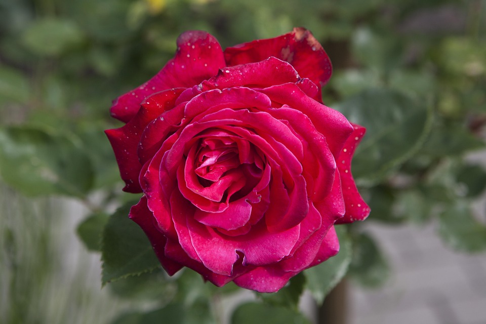 Rose La Nature Fleur - Photo gratuite sur Pixabay - Pixabay