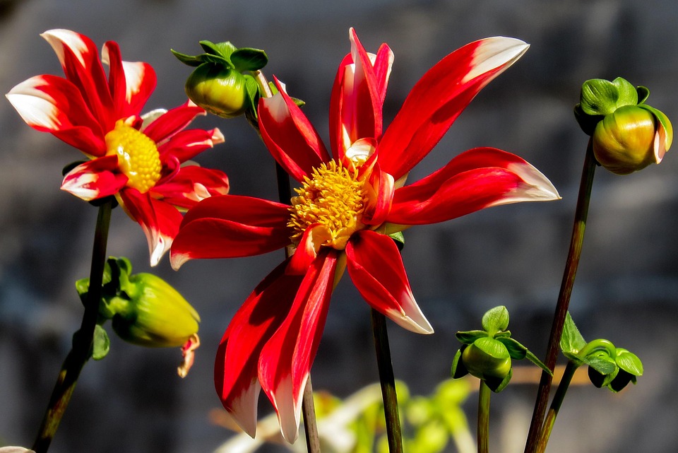 Spring Flower - Free photo on Pixabay - Pixabay
