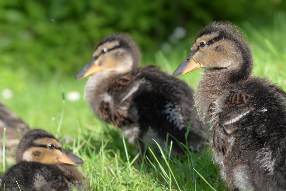 Ducks Chick Water - Free photo on Pixabay