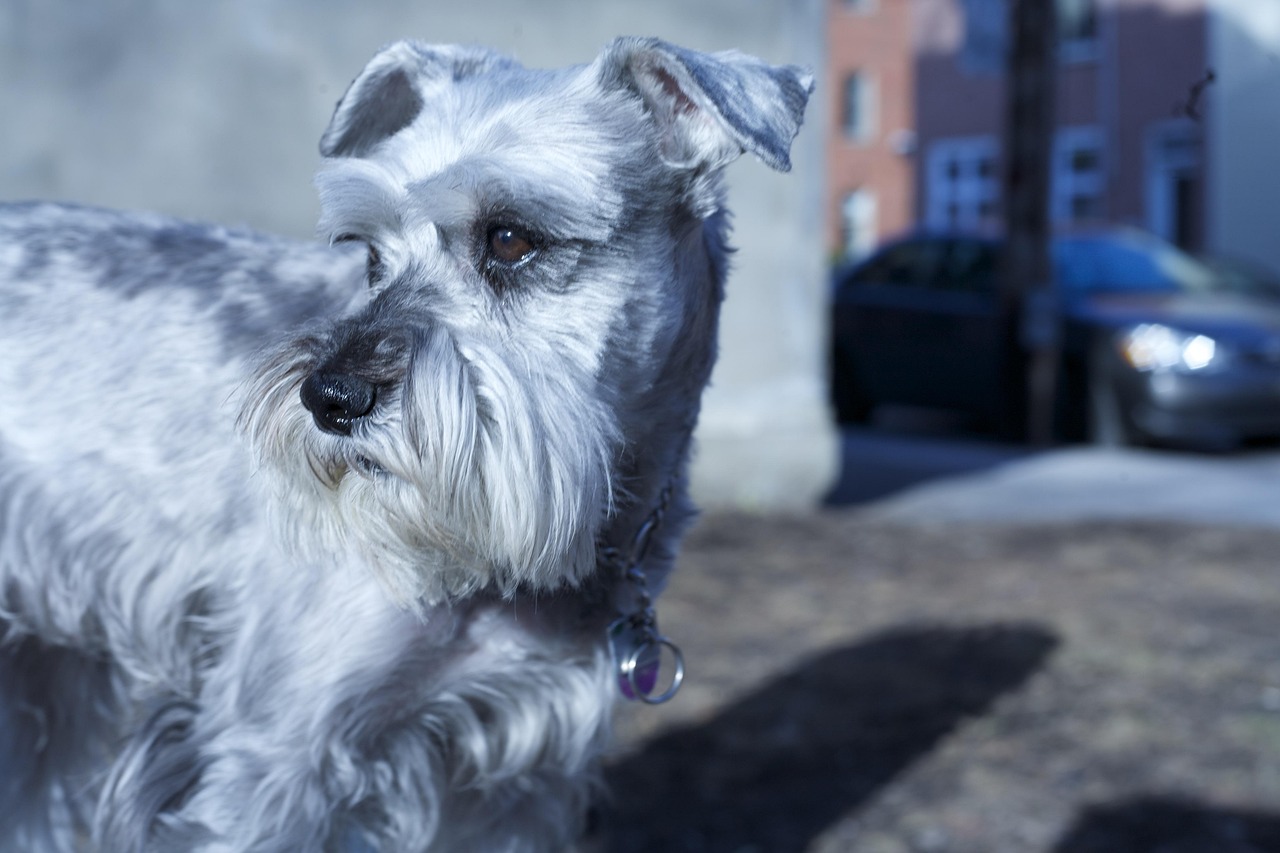 Schnauzer Perro Mascota - Foto gratis en Pixabay - Pixabay