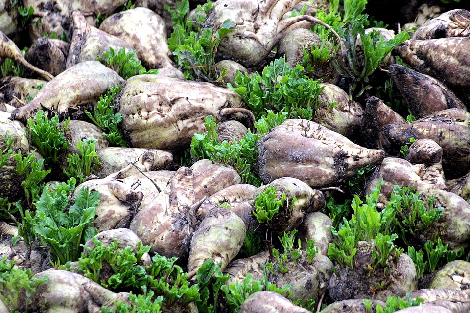 Fodder Beet Beta Vulgaris Beetroot - Free photo on Pixabay - Pixabay