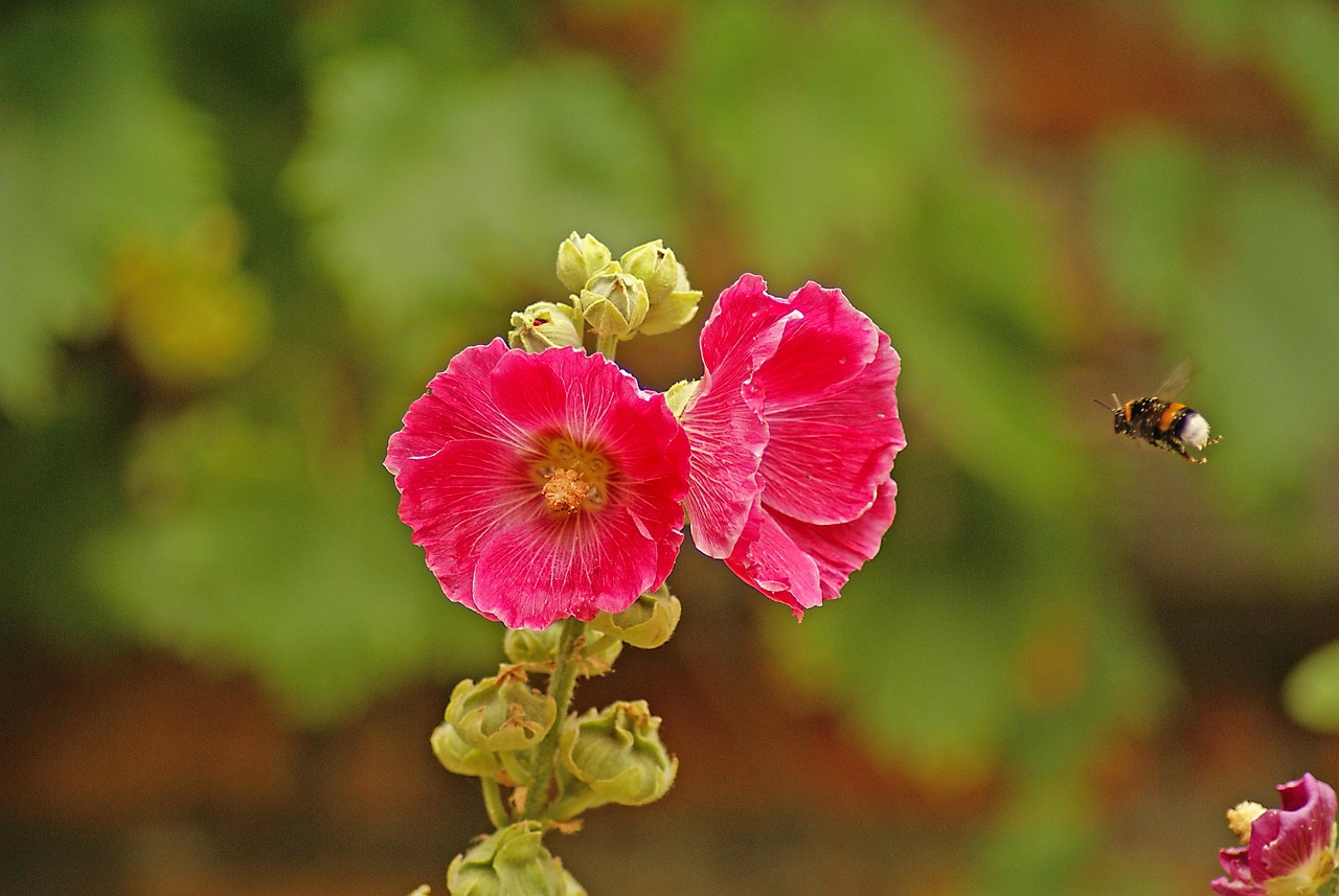 Floare Bondar Aproape - Fotografie gratuită pe Pixabay - Pixabay