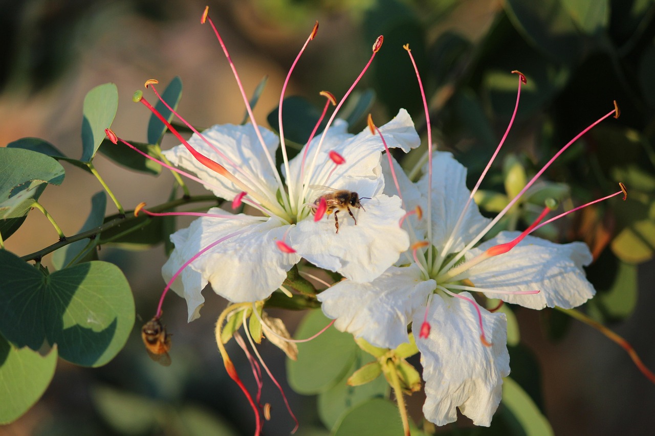 Bunga Bloom Alam - Foto gratis di Pixabay - Pixabay