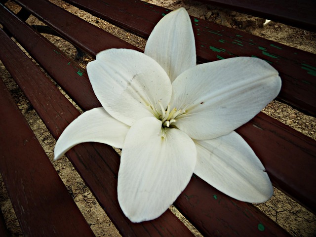 2+ Free Lirium & Flower Images - Pixabay