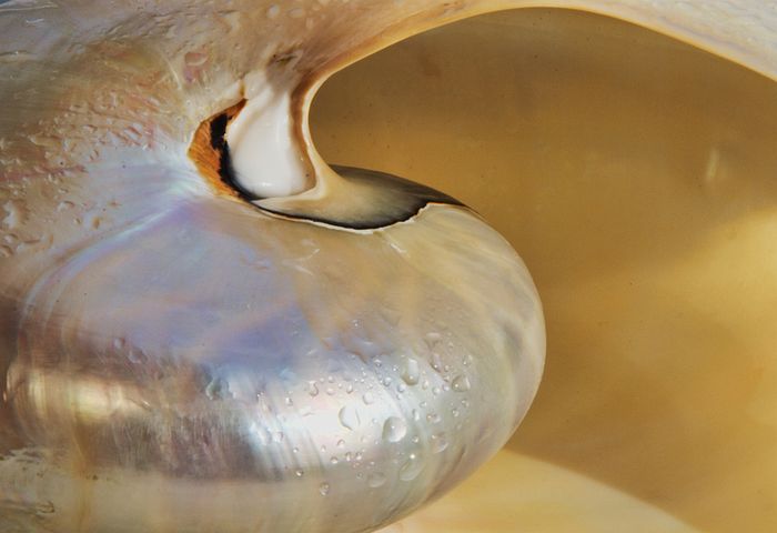 90+ Free Nautilus & Shell Images - Pixabay