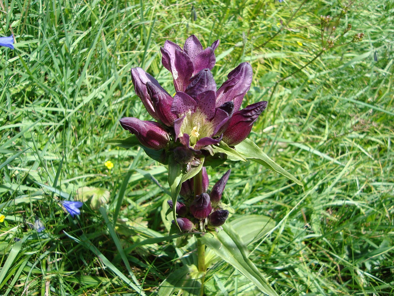Genciana Húngara Gentiana - Foto gratis en Pixabay - Pixabay