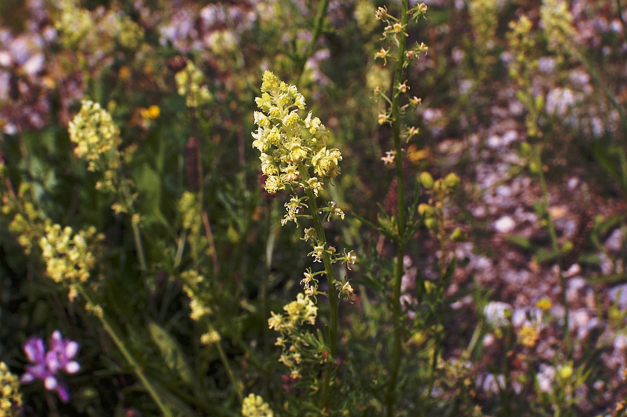 Trama Resede Reseda Lutea - Foto gratuita no Pixabay - Pixabay