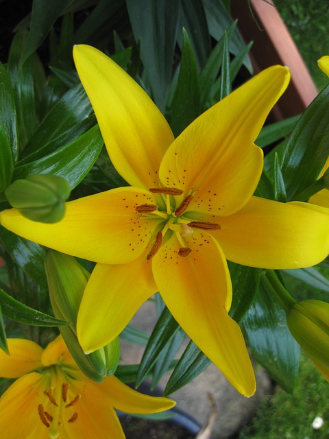 Lírio Amarelo Flor - Foto gratuita no Pixabay - Pixabay