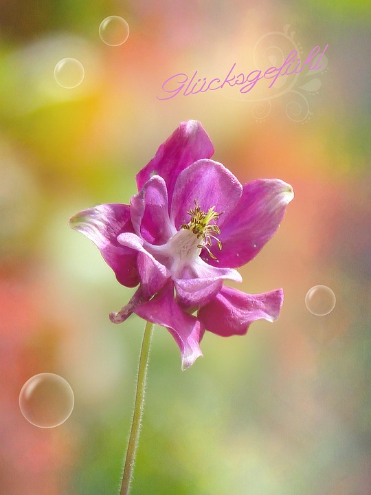 Columbia Purple Flower - Free photo on Pixabay - Pixabay