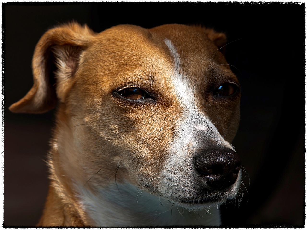 Perro Animal Jack Russell - Foto gratis en Pixabay - Pixabay