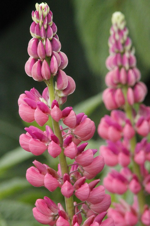 Lupine Flower Garden - Free photo on Pixabay - Pixabay