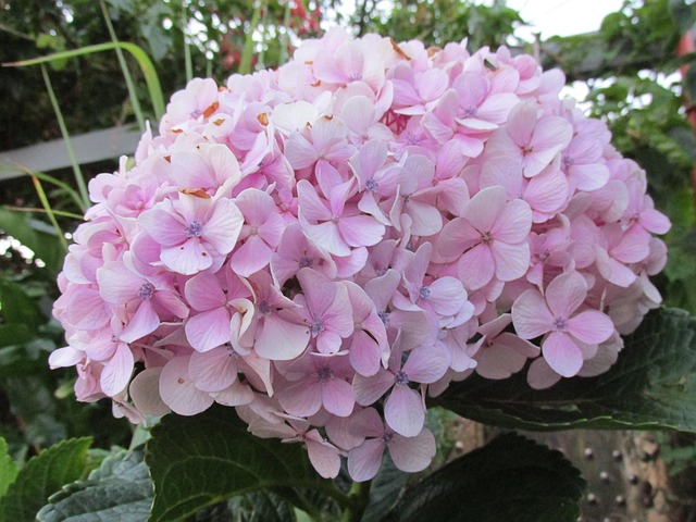 Flower Garden Hydrangea Hormonal - Free photo on Pixabay