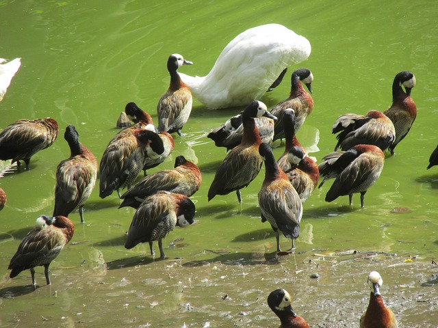 Ave Pássaro Lago Pássaros - Foto gratuita no Pixabay - Pixabay