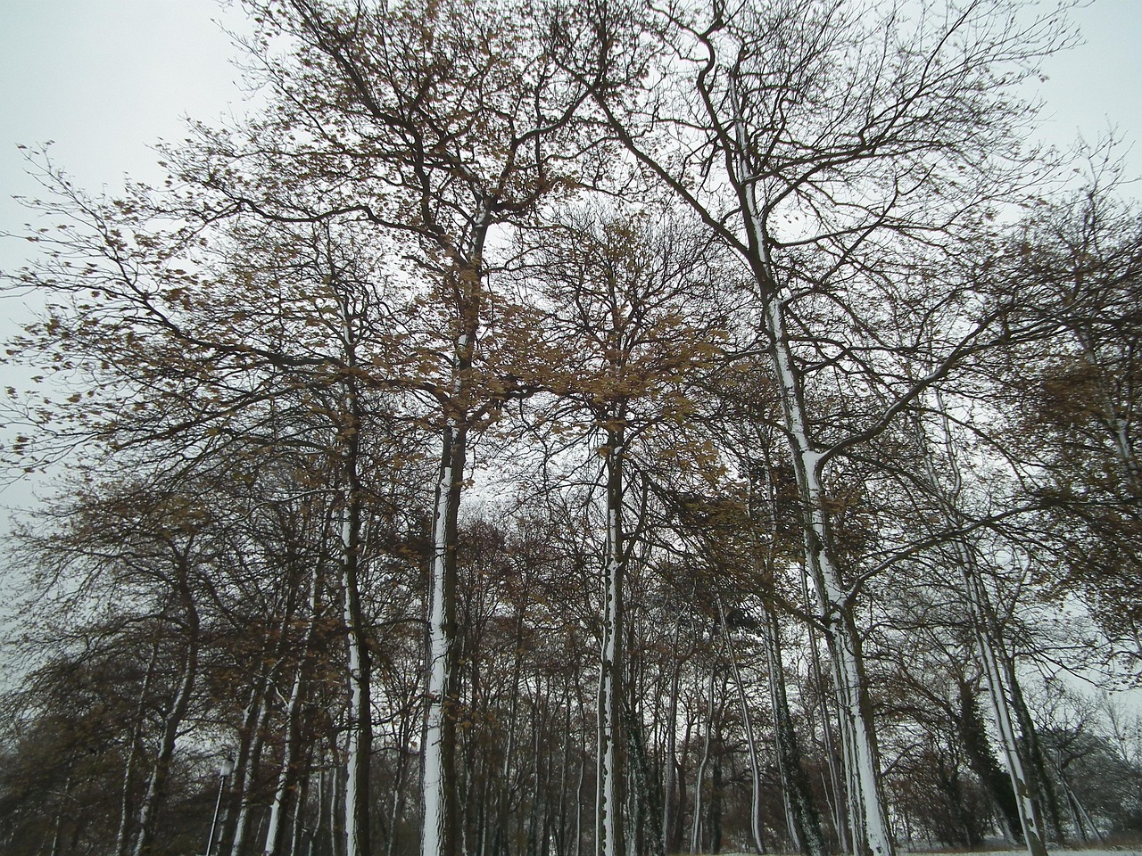 100+ Free Snowy Scene & Winter Images - Pixabay