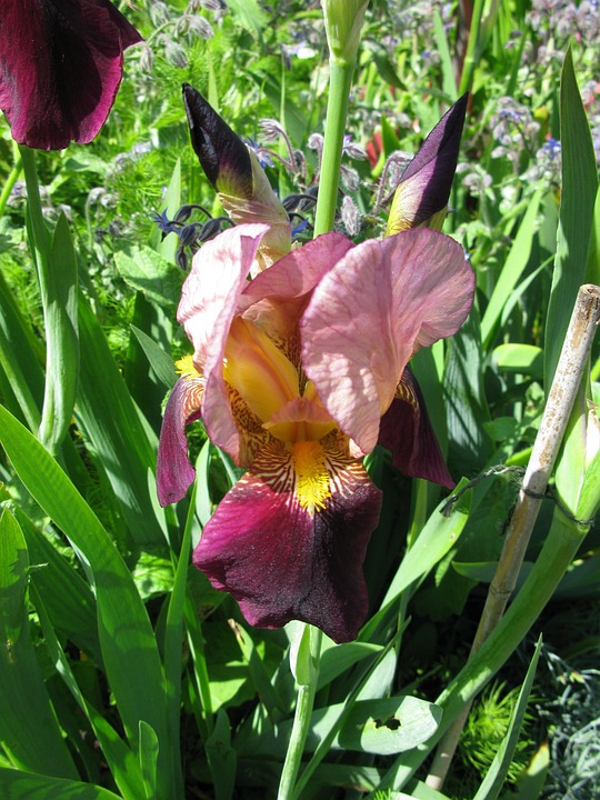 Iris Barbu Fleur - Photo gratuite sur Pixabay - Pixabay