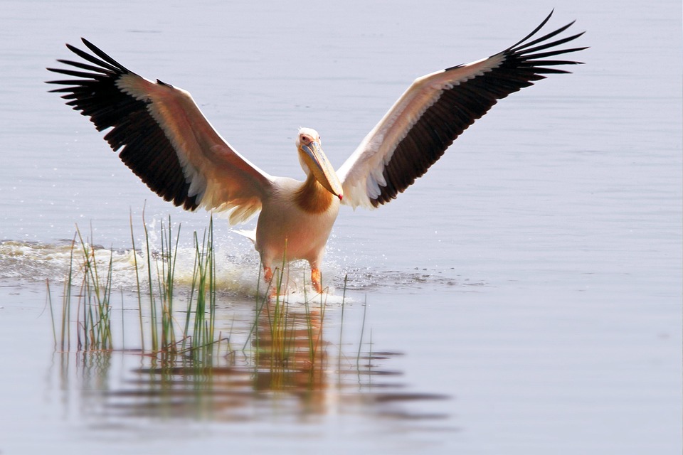 Pelican Africa Safari - Free photo on Pixabay - Pixabay