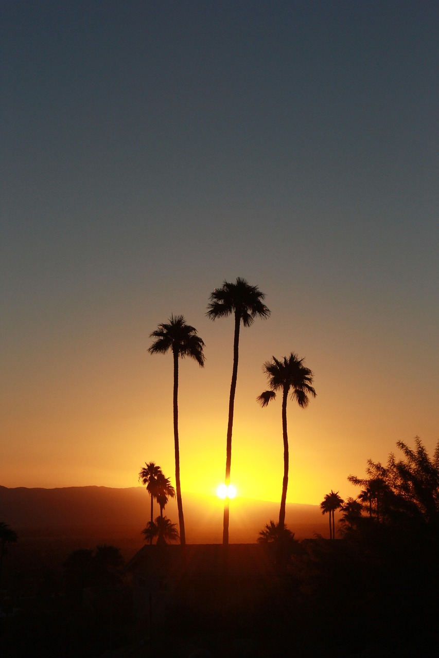 The Sun Palm Trees Sky - Free photo on Pixabay - Pixabay