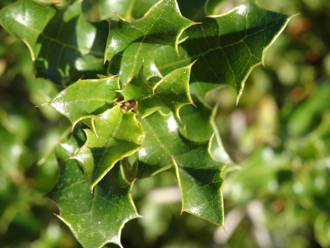 Azevinho Verde Folhas - Foto gratuita no Pixabay - Pixabay