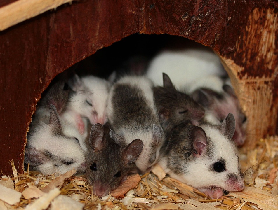 Souris Mastomys Mastomies - Photo gratuite sur Pixabay