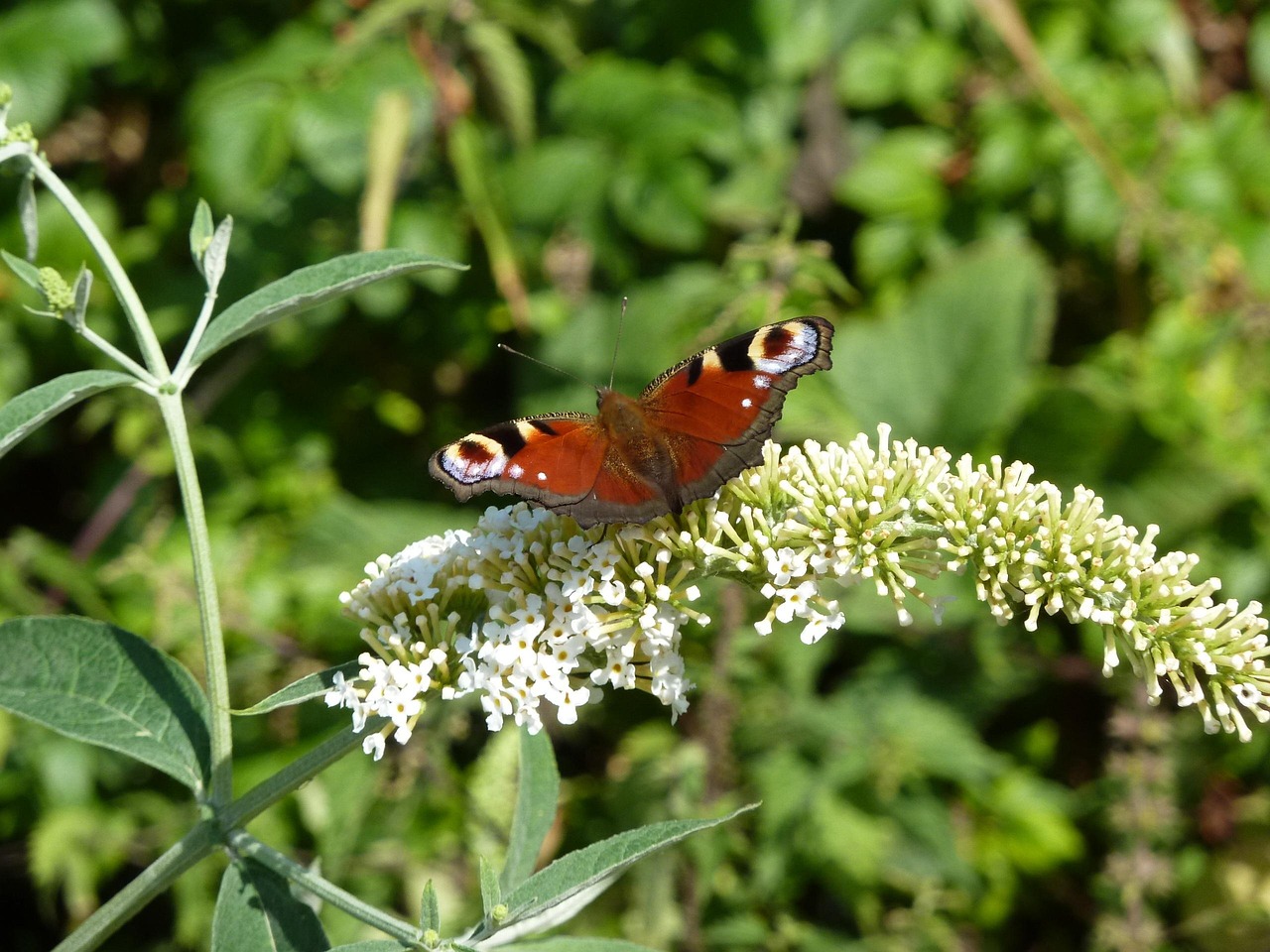 300+ Free Buddleia & Nature Images - Pixabay