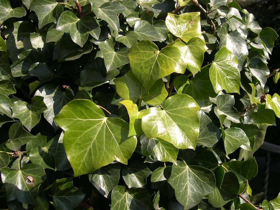 Ivy Nature Green Climber - Free photo on Pixabay - Pixabay