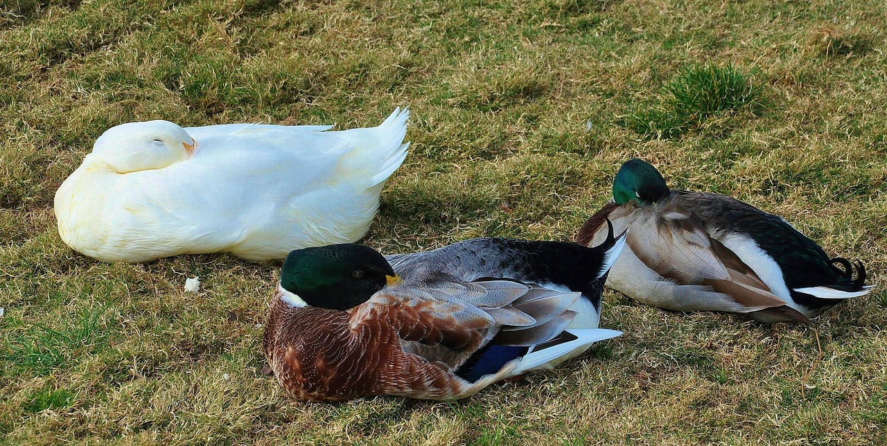 Pato Pájaro Animal - Foto gratis en Pixabay - Pixabay