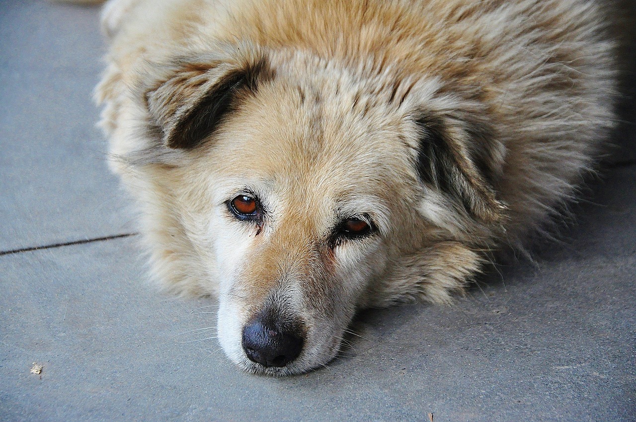 Cachorro Dourado Animal - Foto gratuita no Pixabay - Pixabay