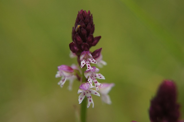 Fire Orchid Orchis Ustulata - Free photo on Pixabay