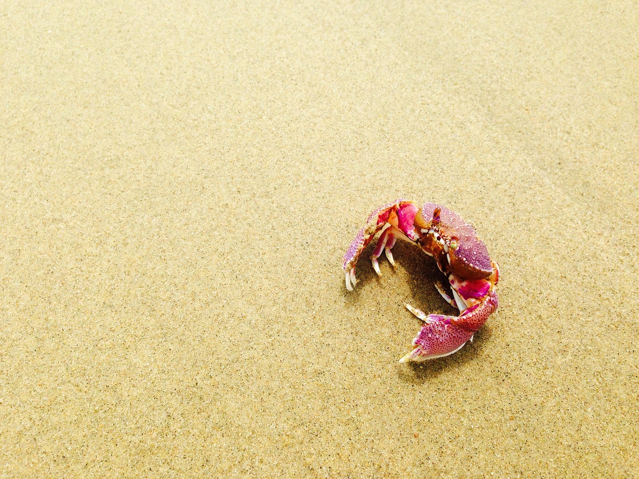 Nature Animal Crab - Free photo on Pixabay - Pixabay