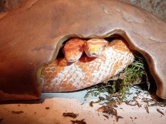 Cobra Do Milho Cobras Terraristik - Foto gratuita no Pixabay - Pixabay