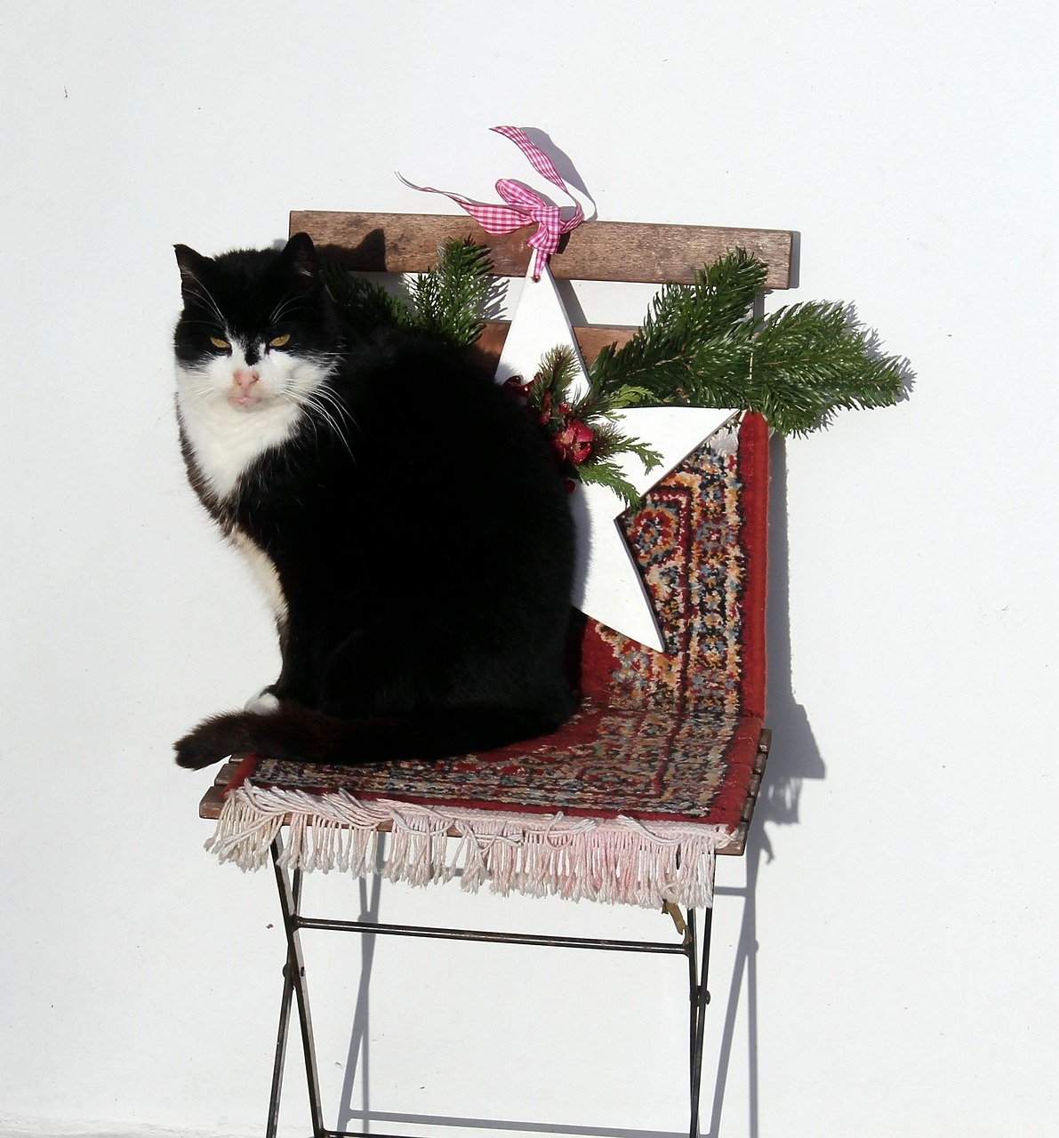 Cat Chair Decoration - Free photo on Pixabay - Pixabay