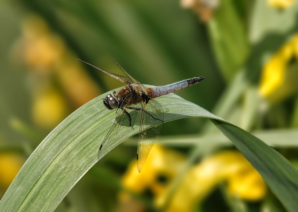 Libellule Insecte Etang - Photo gratuite sur Pixabay - Pixabay
