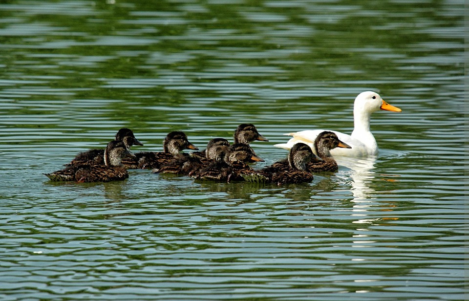 Ente Entlein Familie - Kostenloses Foto auf Pixabay - Pixabay