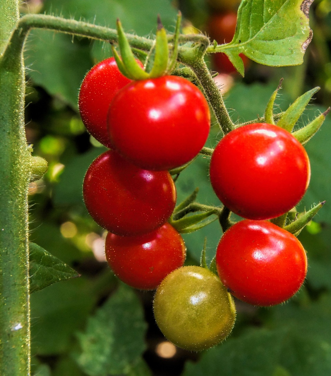Kirschtomate Rot Lebensmittel - Kostenloses Foto auf Pixabay - Pixabay