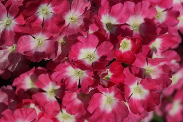 Verbena Merah Jambu Bunga - Foto gratis di Pixabay - Pixabay