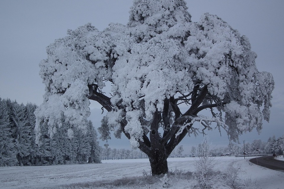 Kalt Baum Winter - Kostenloses Foto auf Pixabay - Pixabay