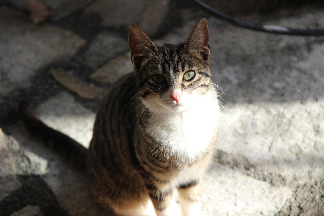 Pussy Cat Animal - Foto gratis en Pixabay - Pixabay